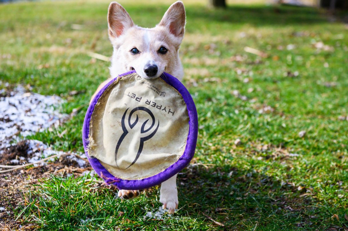 A Penni saved - Observer-Reporter